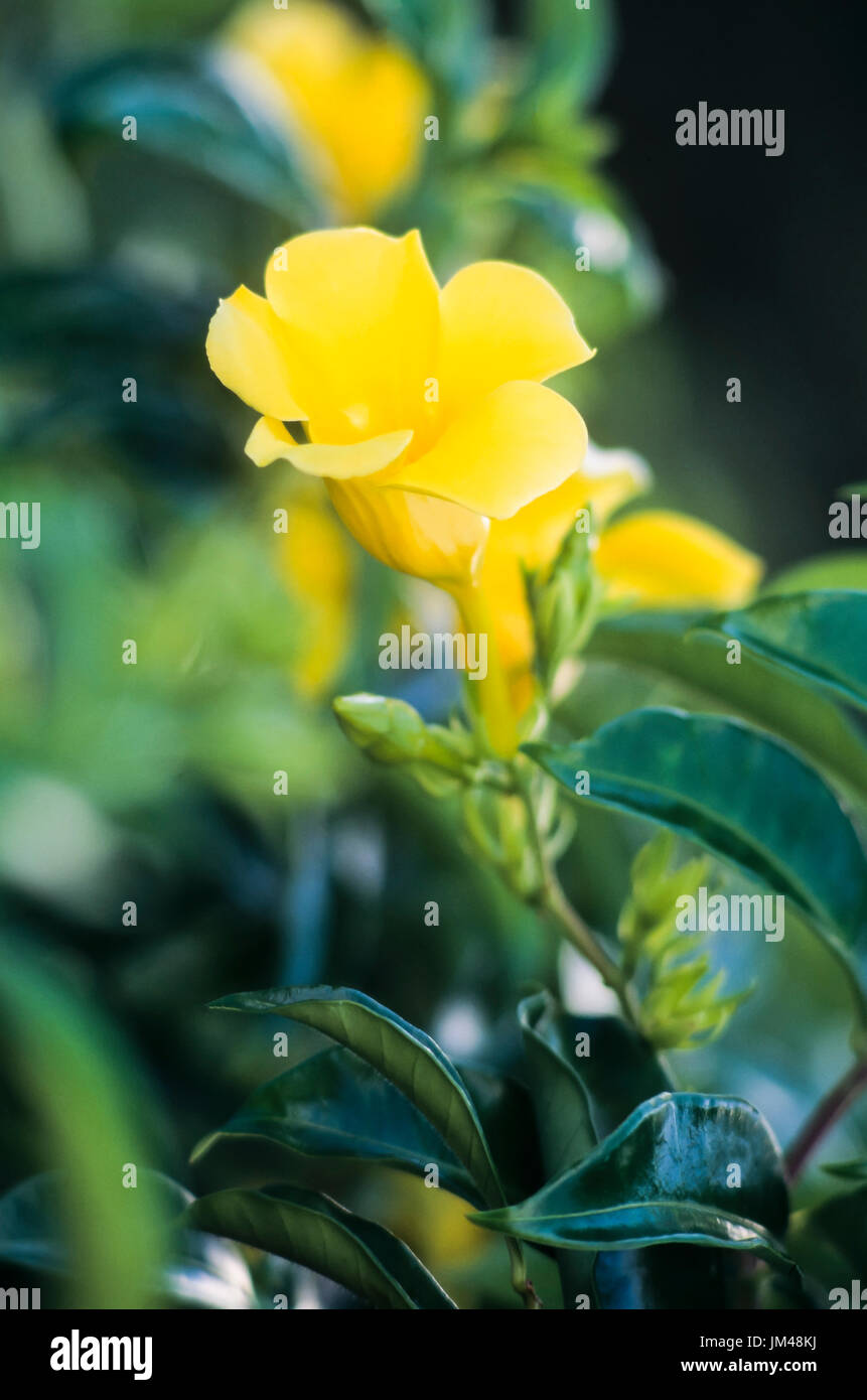 Caribbean yellow flower hi-res stock photography and images - Alamy