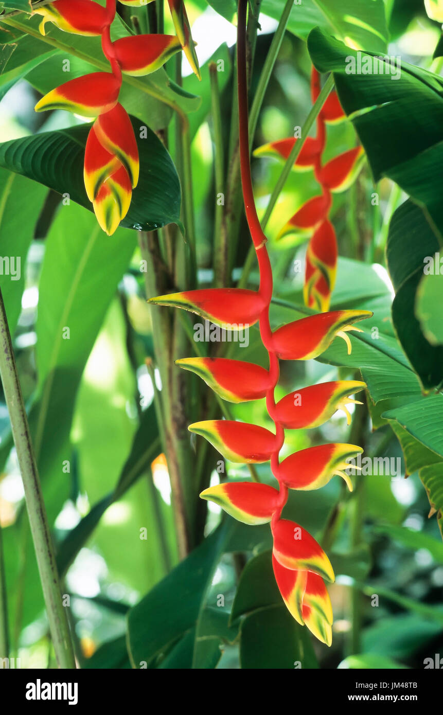 Heliconia plant hi-res stock photography and images - Alamy