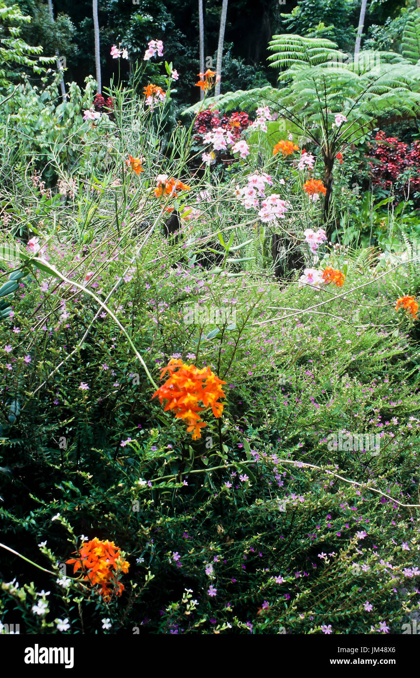 Tropical botanic flowers hi-res stock photography and images - Alamy