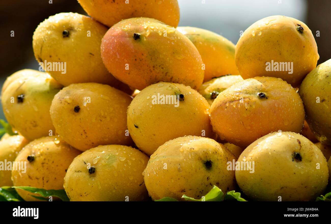 Mango varieties hi-res stock photography and images - Alamy