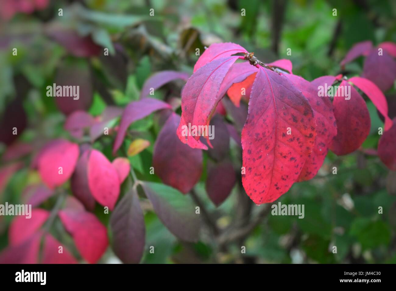 Nature, Red Leaves Stock Photo - Alamy