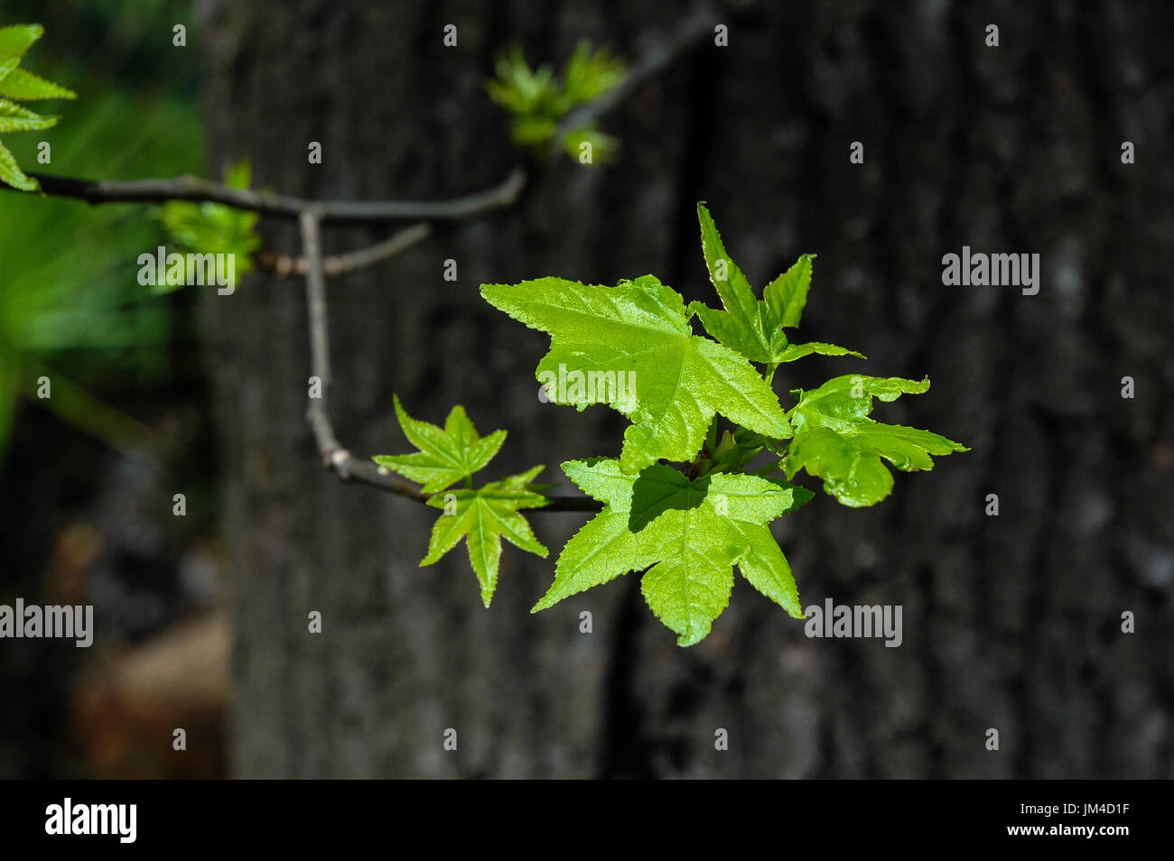 Leaves of the American Sweetgum tree at Oleno State Park in North ...