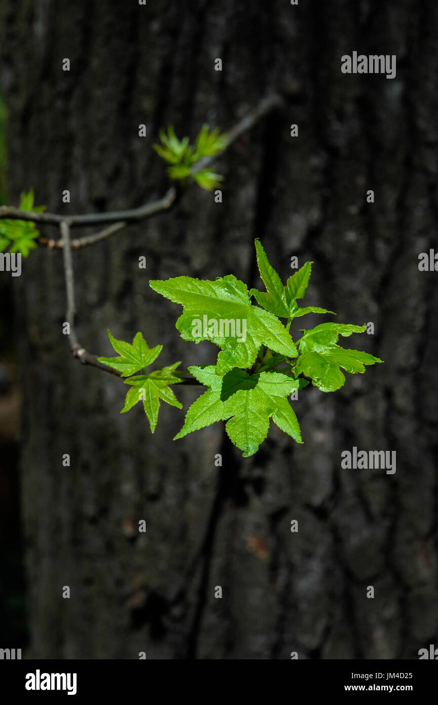 Leaves of the American Sweetgum tree at Oleno State Park in North ...