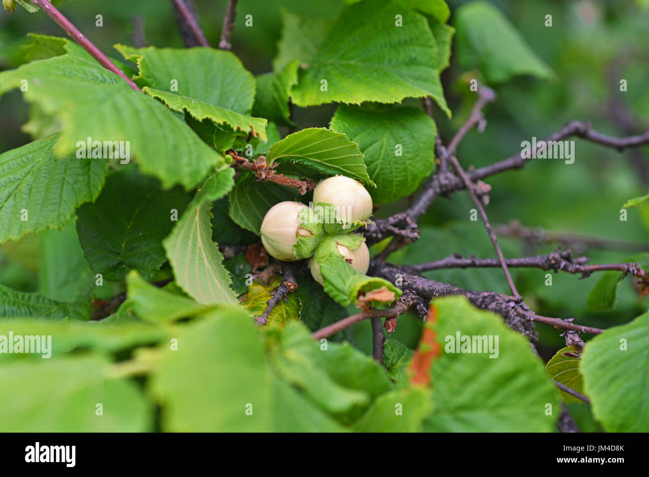 Forest nuts in park of Madeira. Garden plants Stock Photo - Alamy