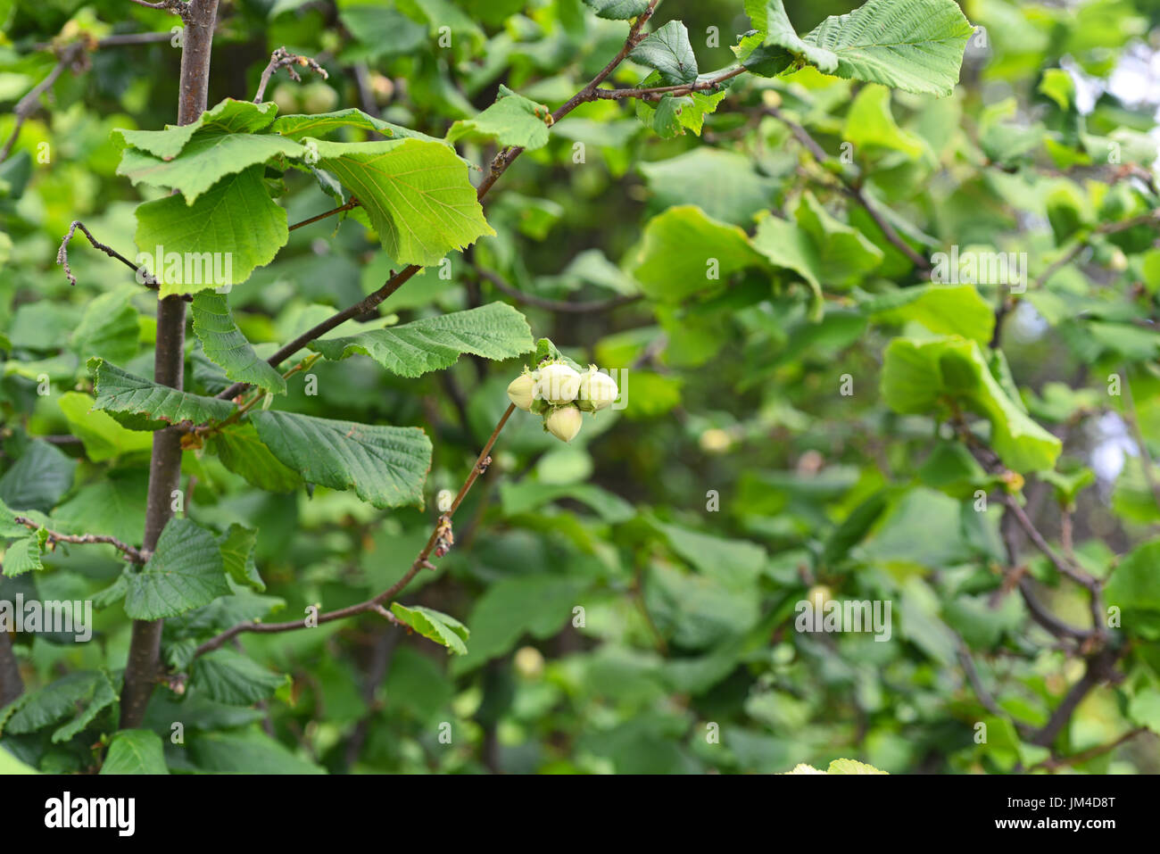 Forest nuts in park of Madeira. Garden plants Stock Photo - Alamy