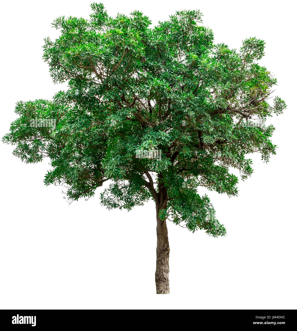 Lush greenery background Cut Out Stock Images & Pictures - Alamy