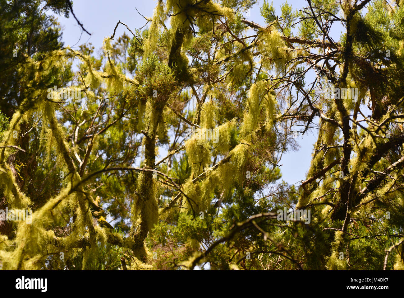 Moss on Madeira trees. Sunny summer day Stock Photo - Alamy