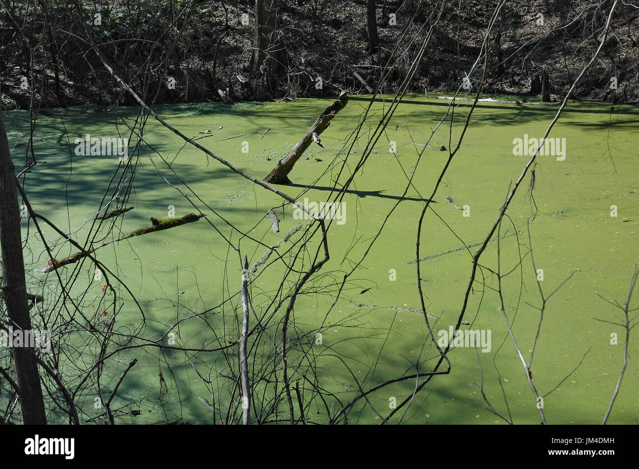 Green duckweed covers the river sink area of the Santa Fe River at ...
