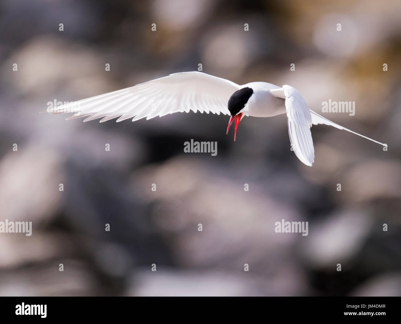 An Arctic Tern (Sterna paradisaea) hovering, Shetland, UK Stock Photo ...
