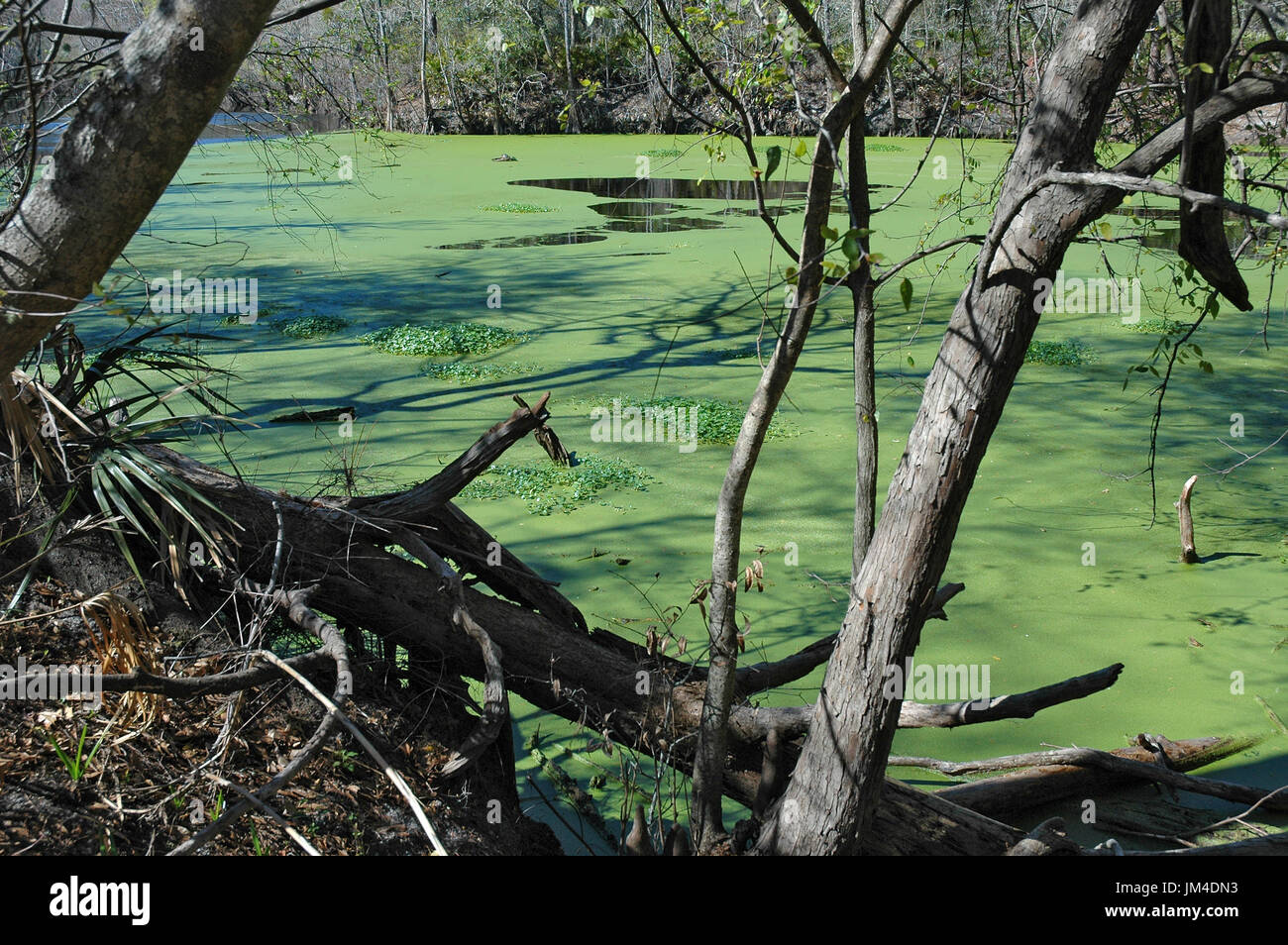 Green duckweed covers the river sink area of the Santa Fe River at ...