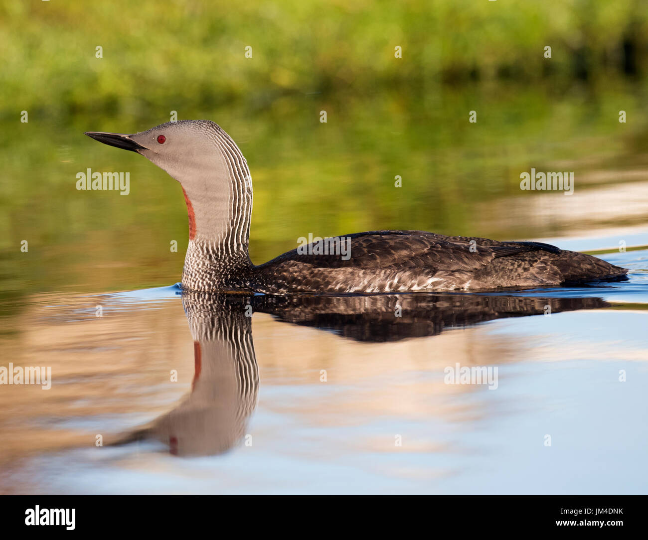 Red throated diver and scotland hi-res stock photography and images - Alamy
