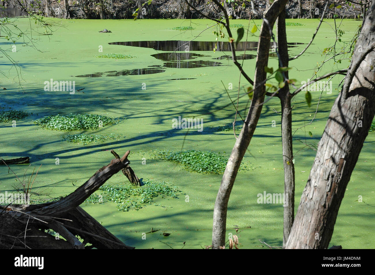 Duckweed plants hi-res stock photography and images - Alamy