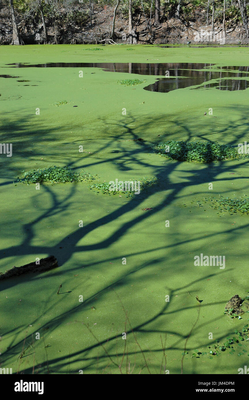 Green duckweed covers the river sink area of the Santa Fe River at ...