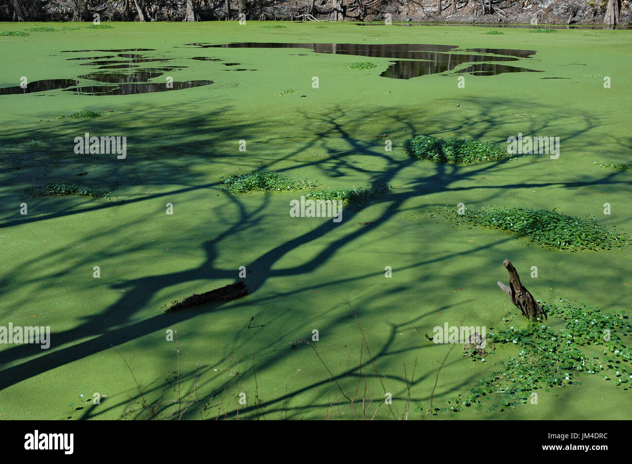 Green duckweed covers the river sink area of the Santa Fe River at ...