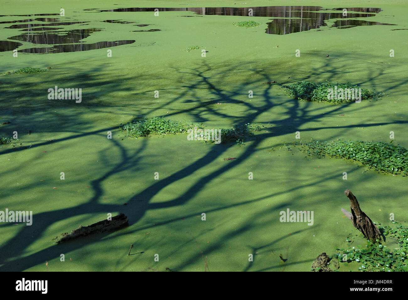 Green duckweed covers the river sink area of the Santa Fe River at ...