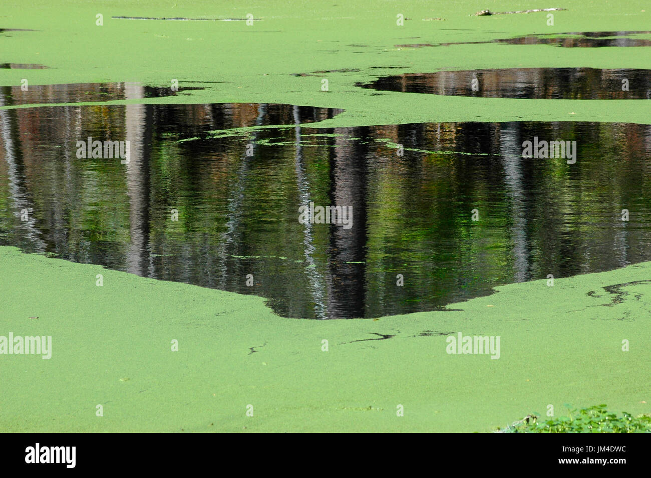 Green duckweed covers the river sink area of the Santa Fe River at ...