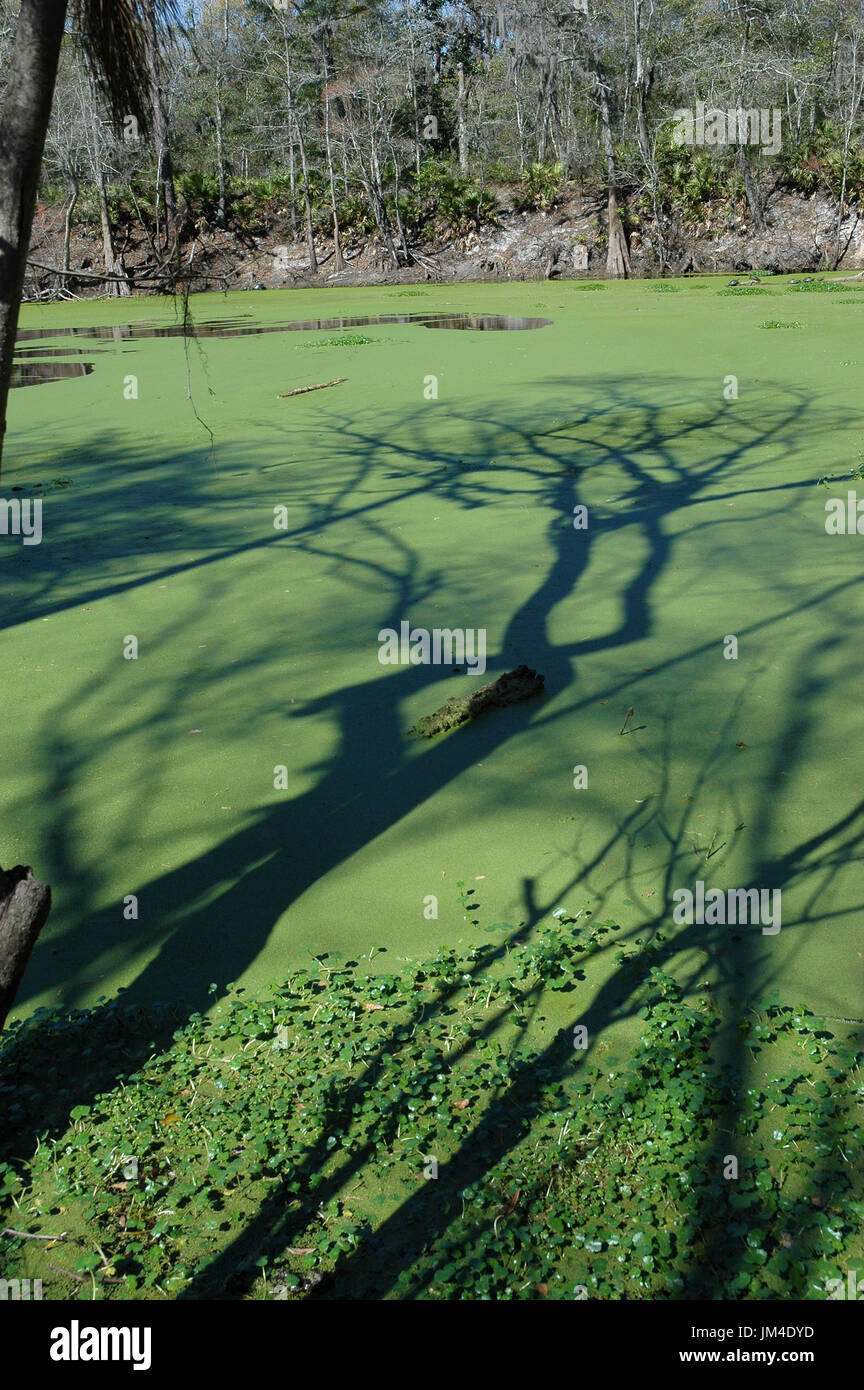 Green duckweed covers the river sink area of the Santa Fe River at ...