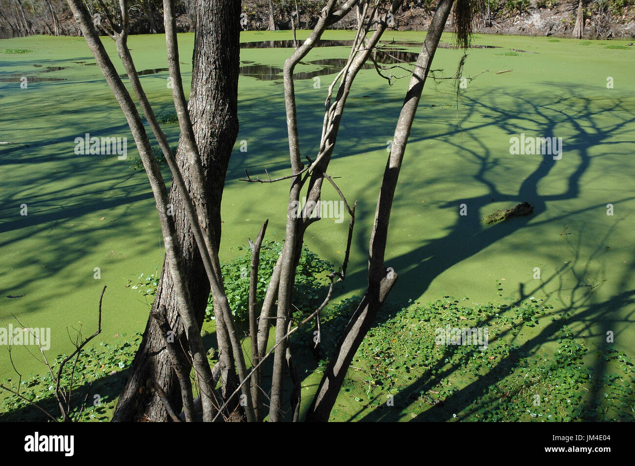 Green duckweed covers the river sink area of the Santa Fe River at ...