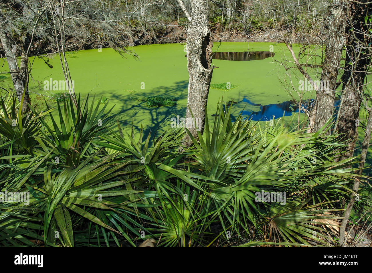 Green duckweed covers the river sink area of the Santa Fe River at ...