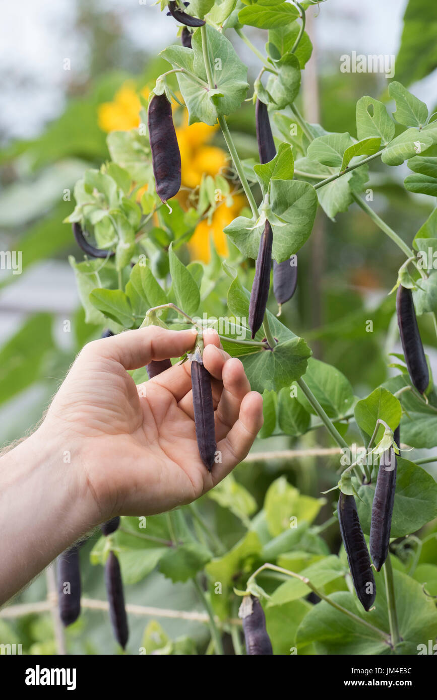 Pisum sativum. Gardeners hand picking Purple Podded pea pods in an ...