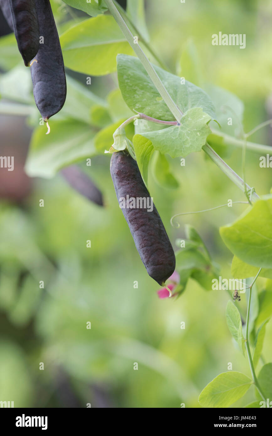 Pisum sativum. Purple Podded pea pods in an english vegetable garden ...