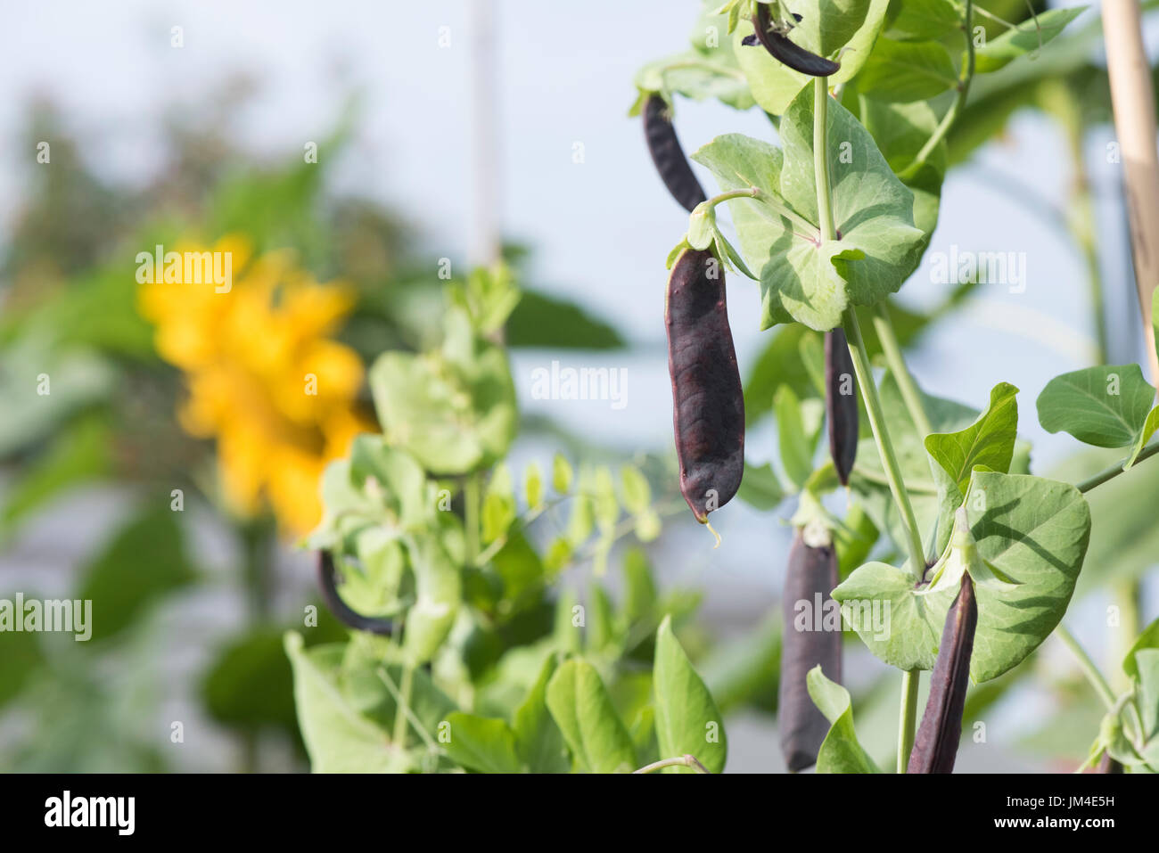 Pisum sativum. Purple Podded pea pods in an english vegetable garden ...