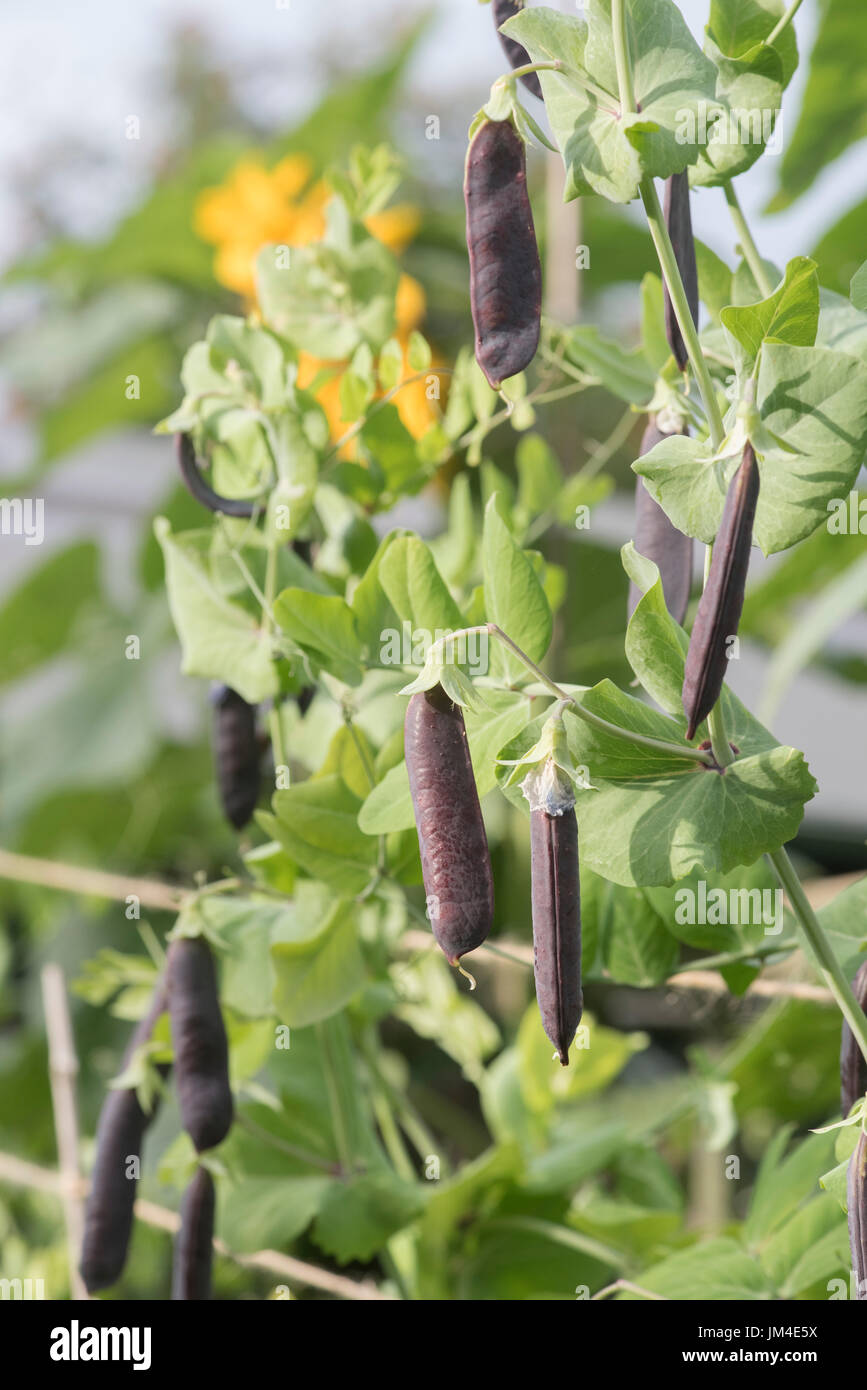 Victorian vegetable garden hi-res stock photography and images - Alamy