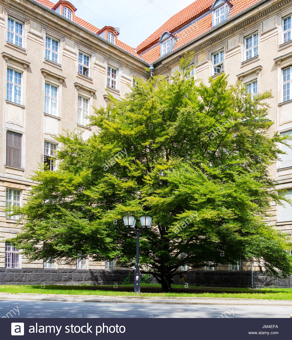 European Beech Tree Stock Photos & European Beech Tree Stock Images - Alamy
