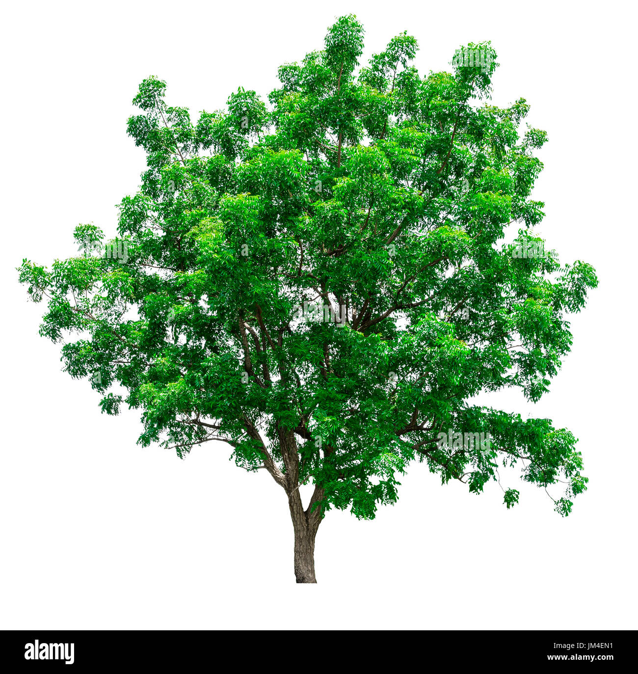 Green tree isolated on white background Stock Photo - Alamy
