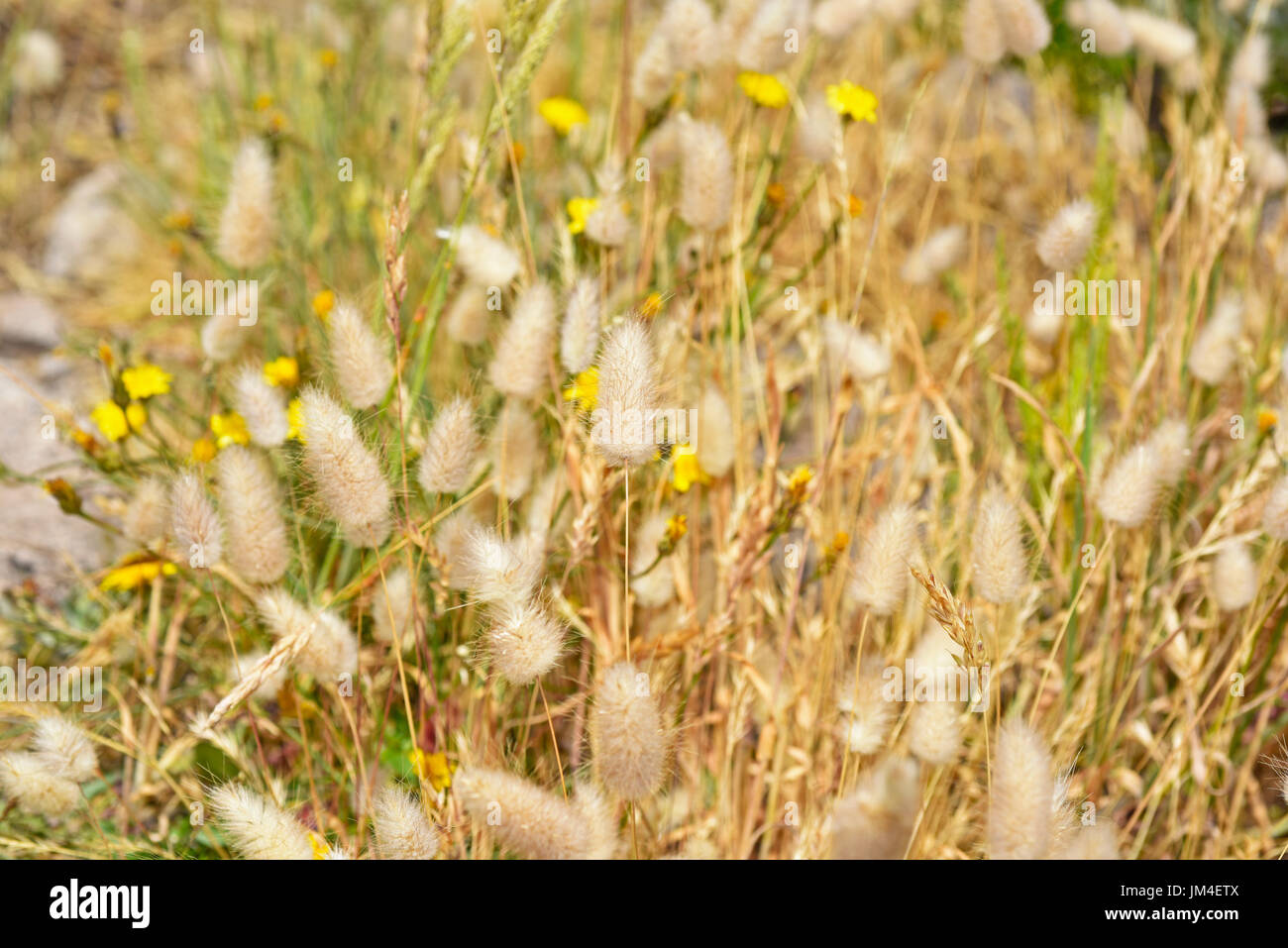 Madeira's nature and plants. Portugal island Stock Photo - Alamy