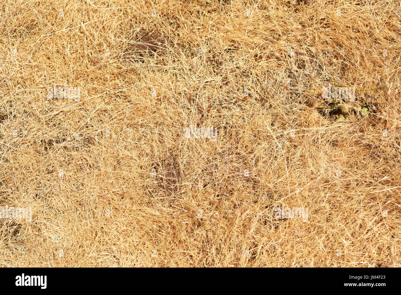 Abstract texture of dry grass. Isolated background Stock Photo - Alamy