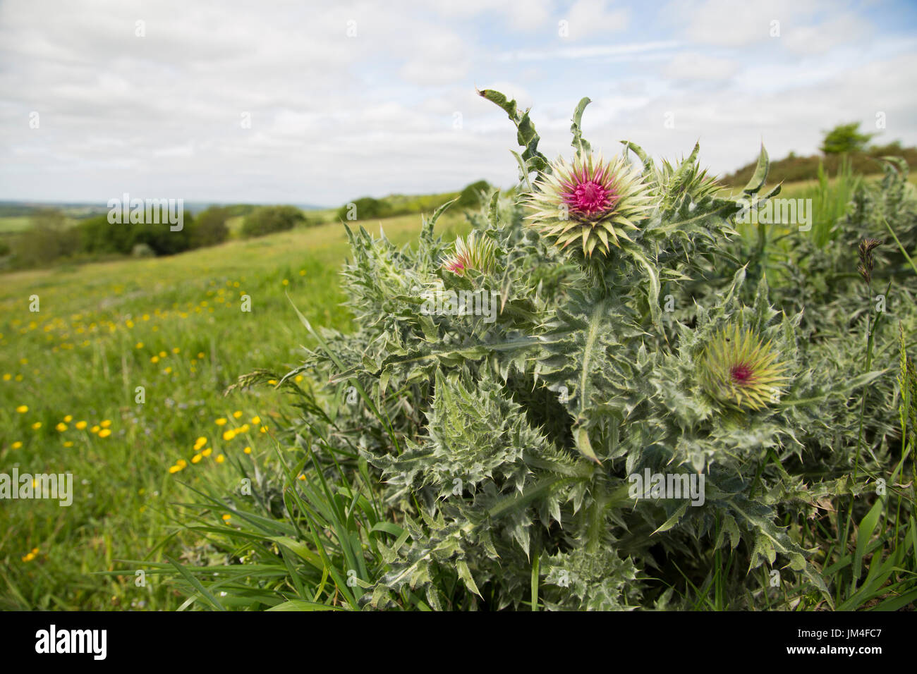 Thistle plant starting hi-res stock photography and images - Alamy