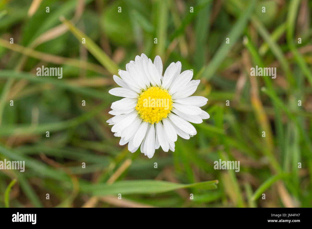 Ariel view of a Daisy Stock Photo - Alamy