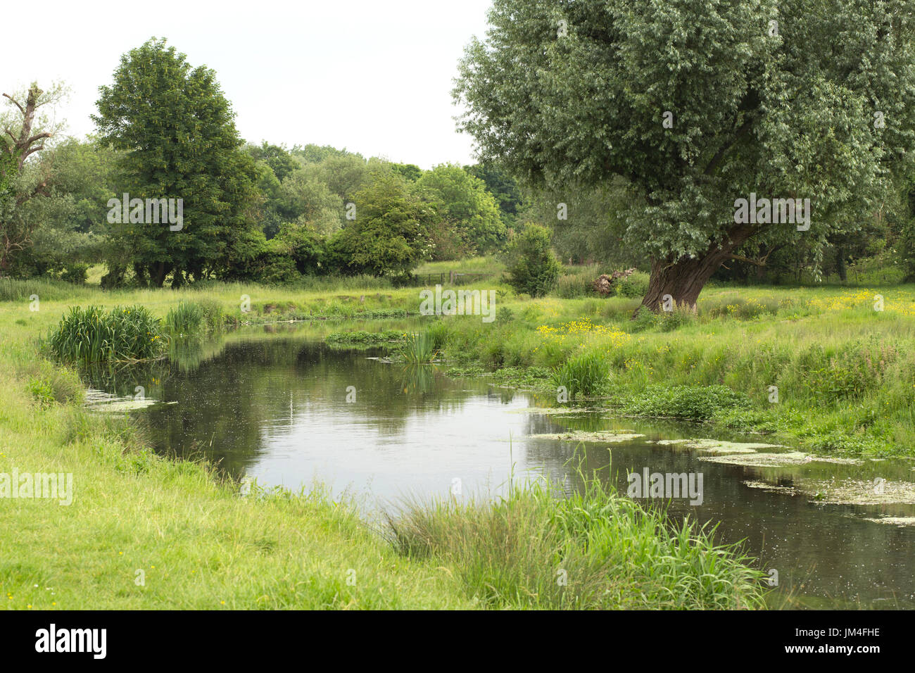 Hertfordshire countryside, river surrounded by trees Stock Photo - Alamy