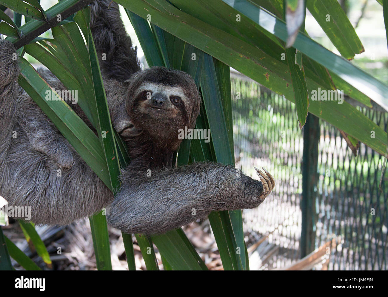 A Sloth and baby sloth hanging from a tree Stock Photo - Alamy
