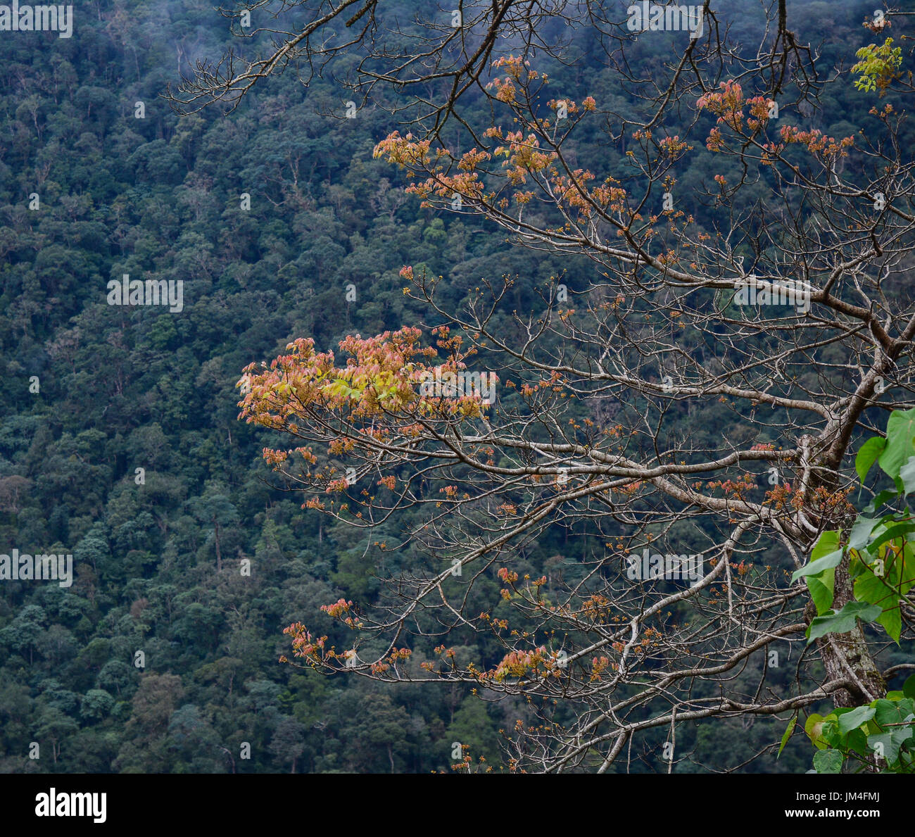 Trees at forest in Dalat, Vietnam. Dalat Highlands in Vietnam. Da Lat ...