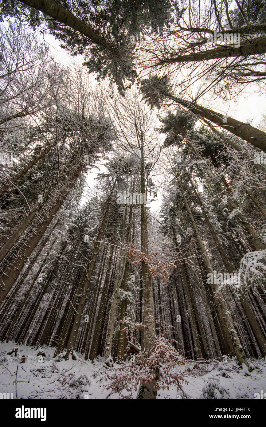 winter landscape high trees Stock Photo - Alamy