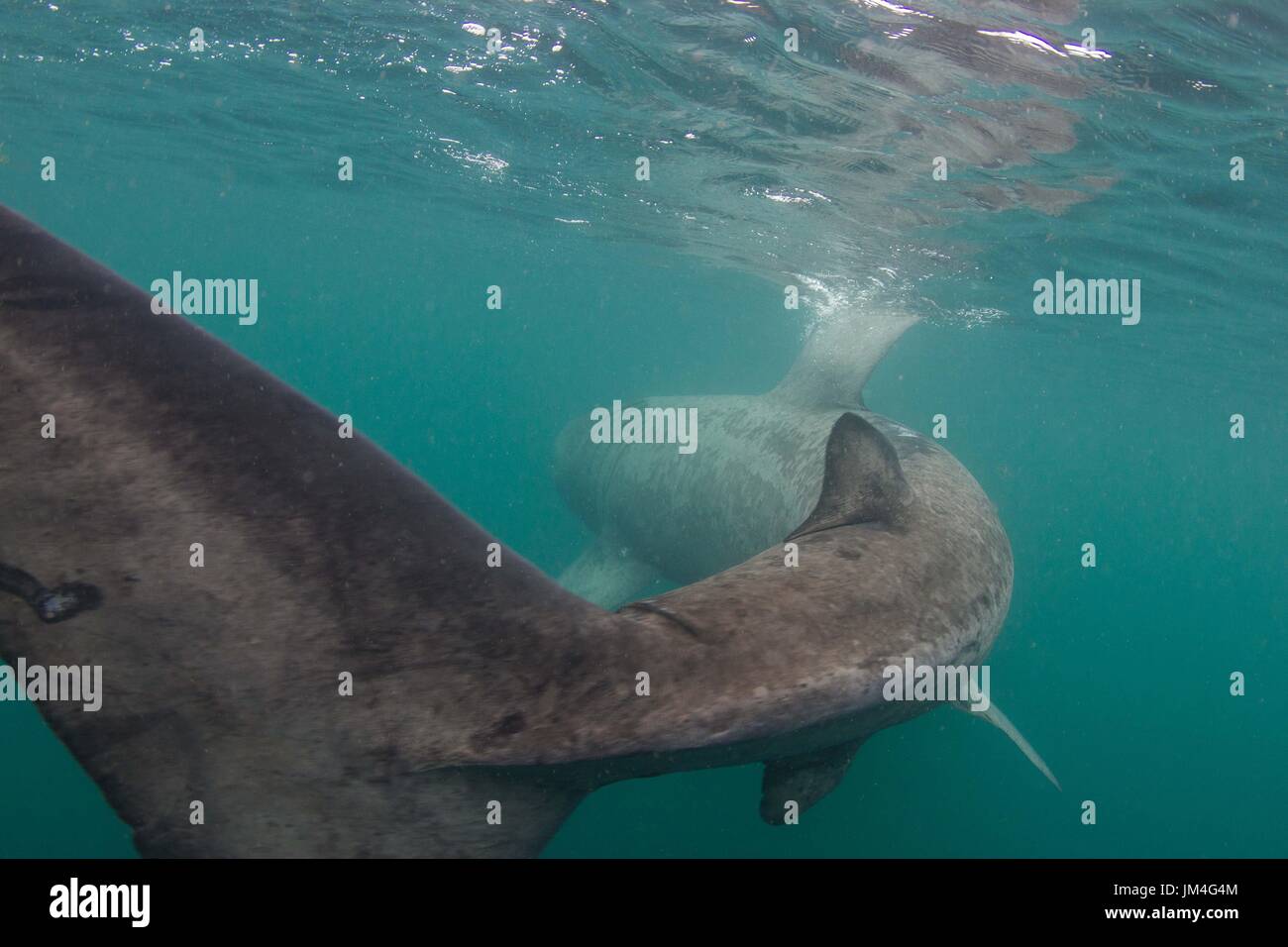 Scotland hebrides whale hi-res stock photography and images - Alamy