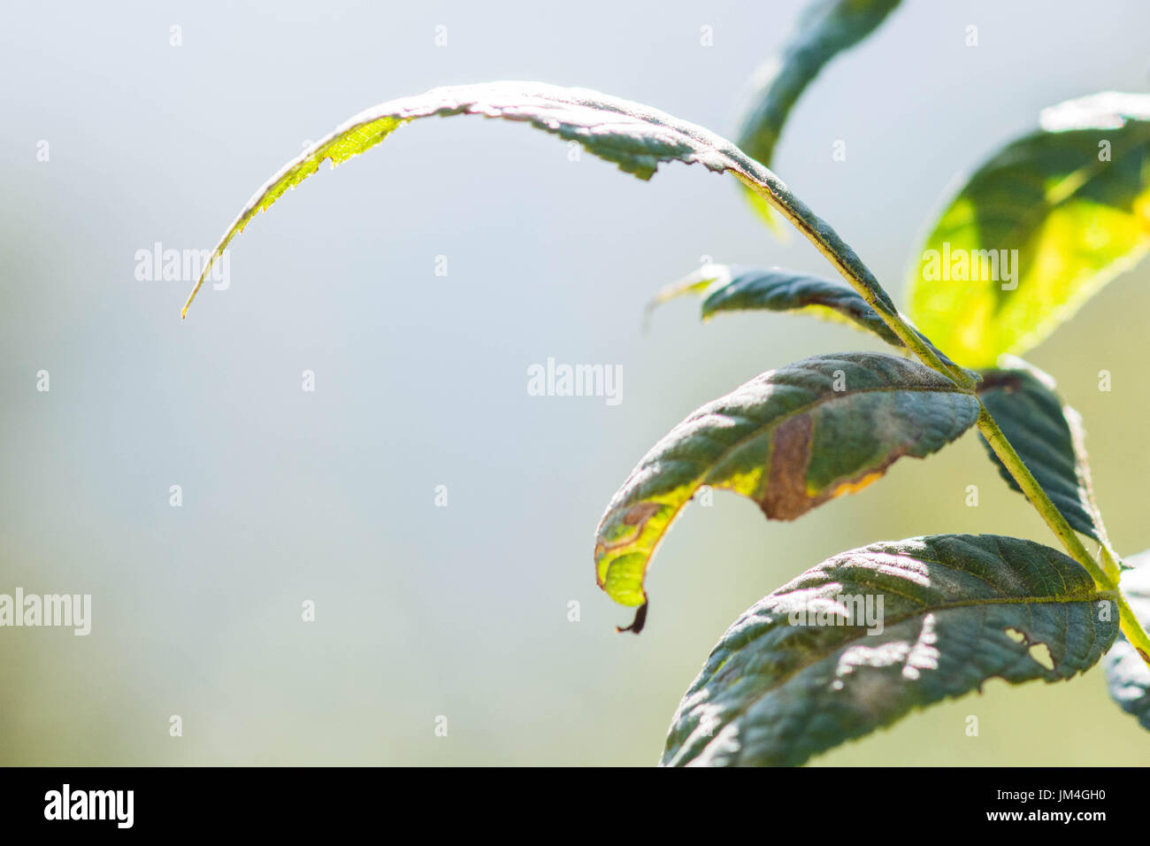 Leave to cool hi-res stock photography and images - Alamy