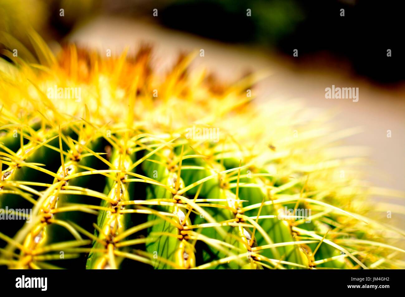 Green cactus hi-res stock photography and images - Alamy