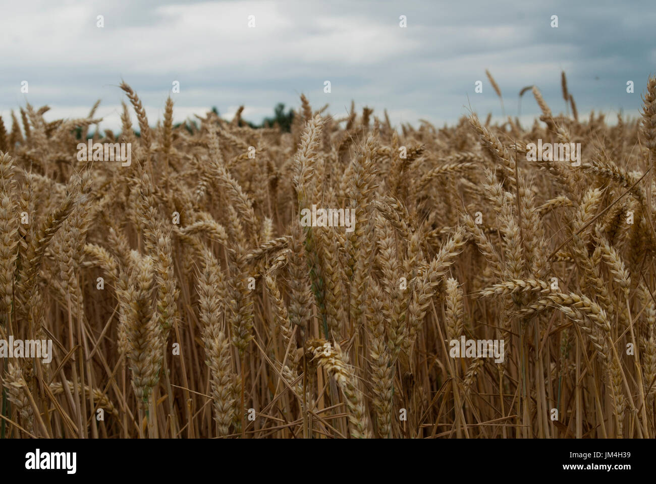 How Tall Is Wheat