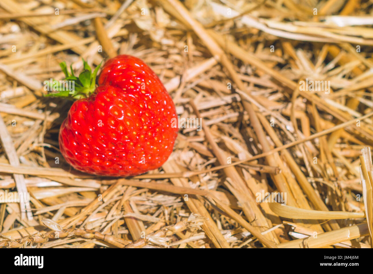 Ripe fresh picked strawberries laying on the hay ground Stock Photo - Alamy