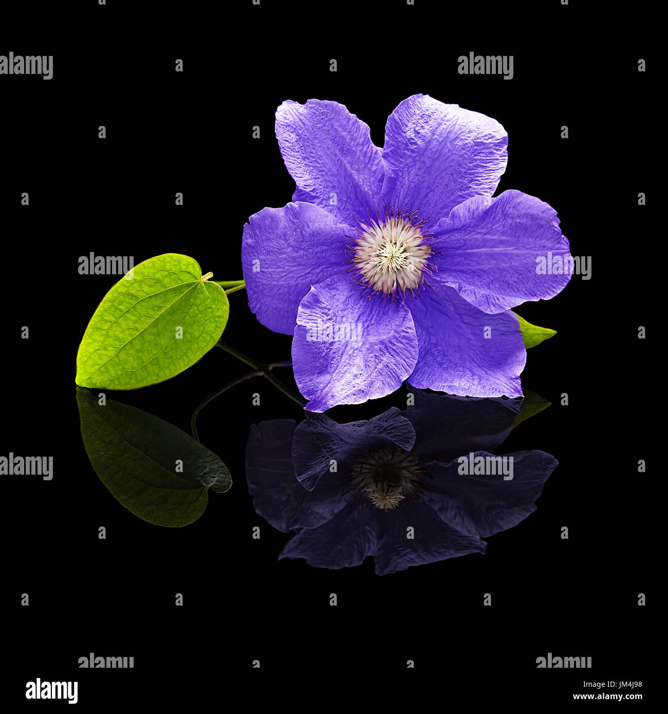 Clematis plants hi-res stock photography and images - Alamy