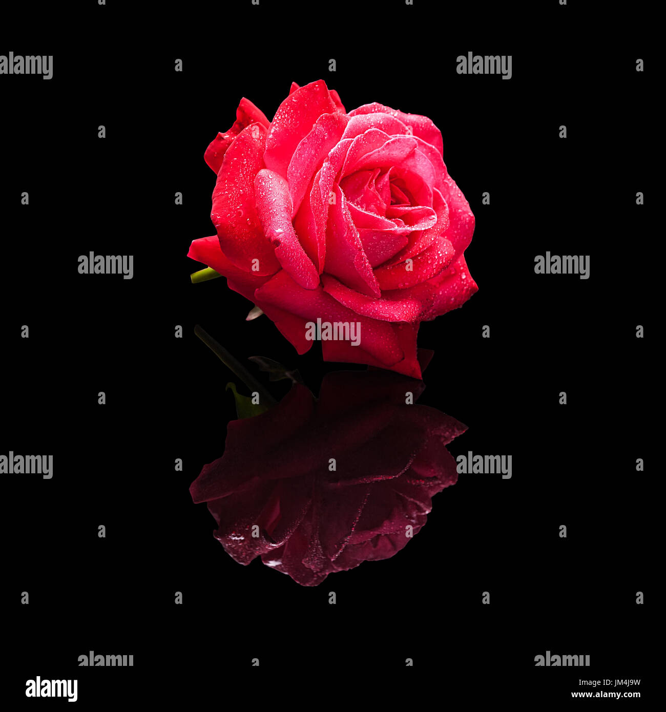 Rose Flowers With Black Background
