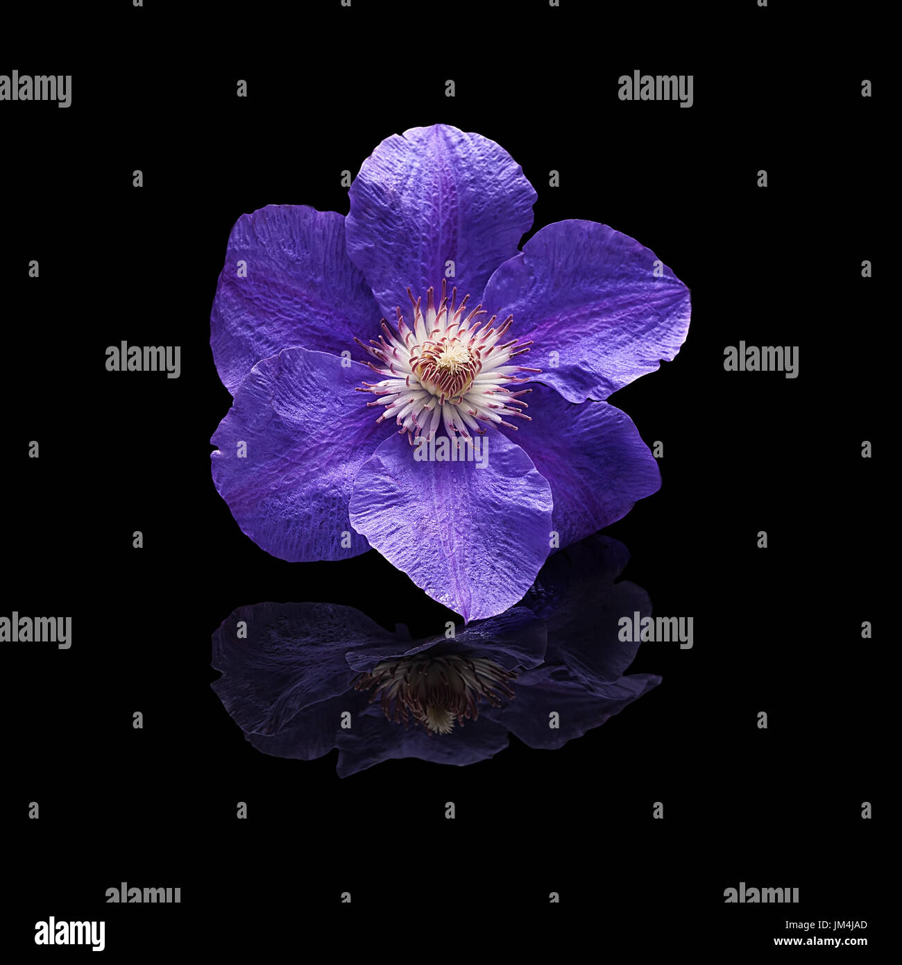 Flower plants clematis purple on a black background with a real ...