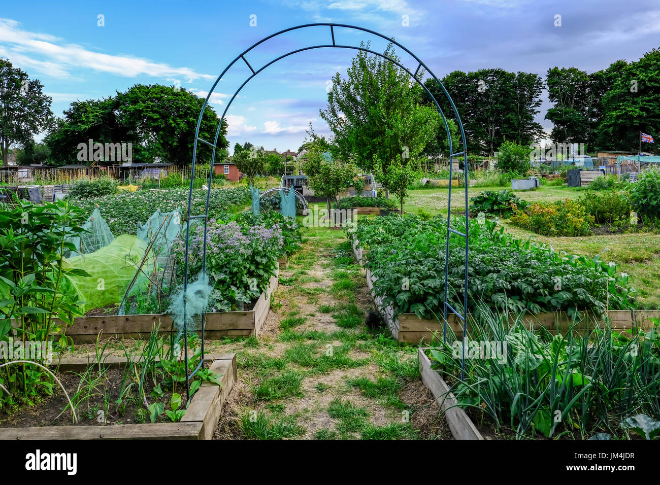 Allotment plot in early summer with crops growing in neat boxes. Shows ...