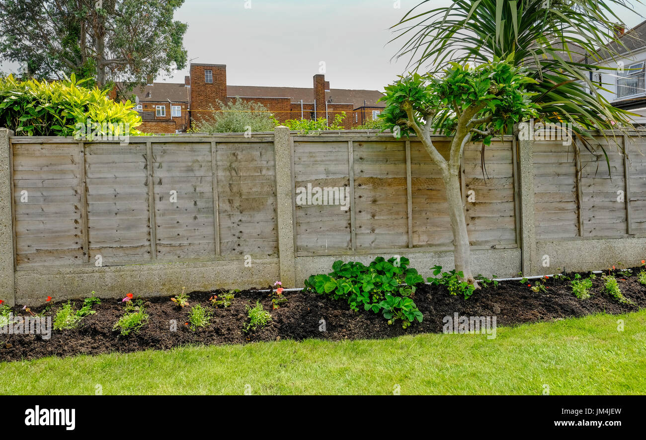 Flower bed in the back-garden with a fence behind the plants. Early ...