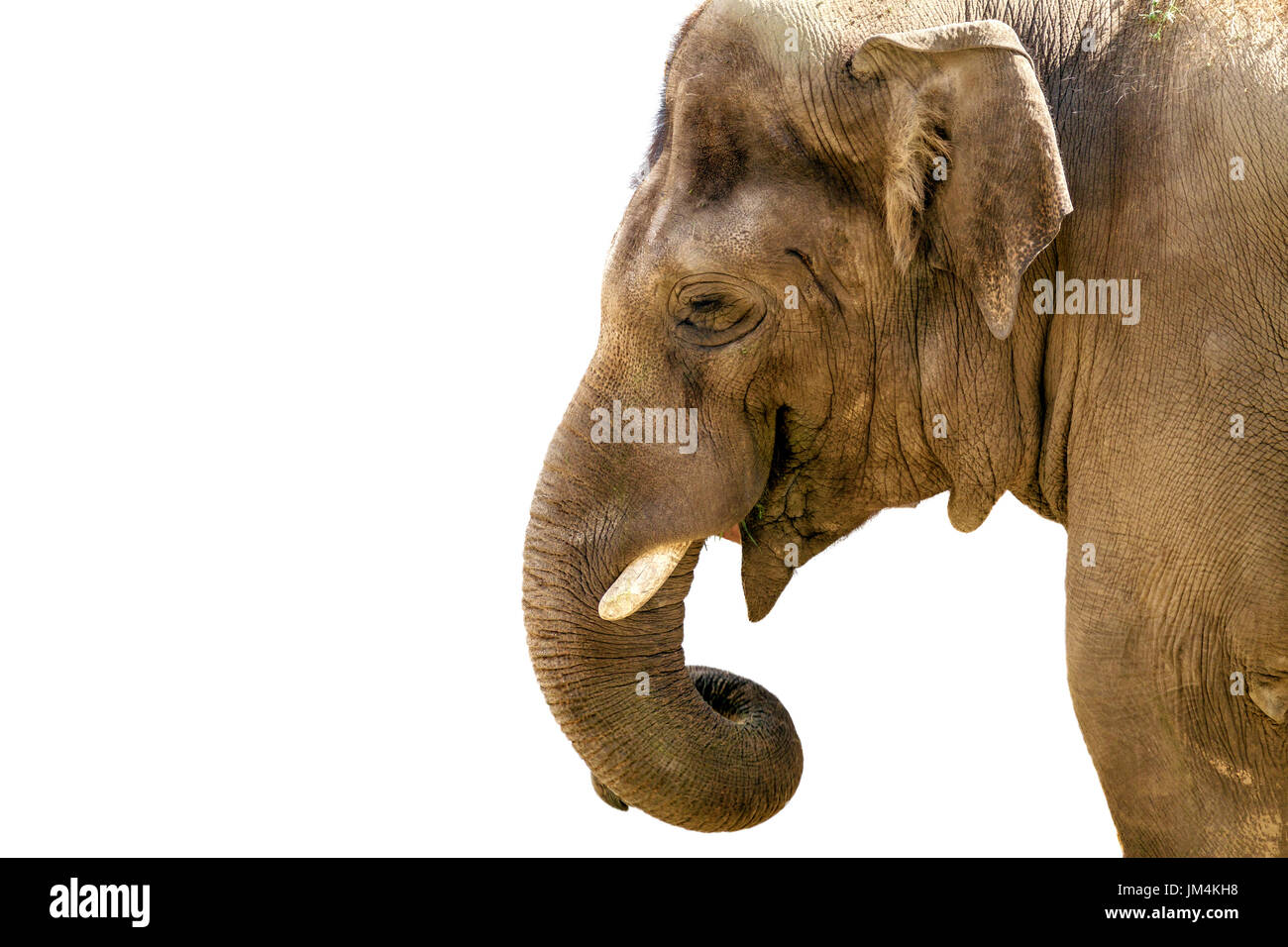 Animal mammal large hi-res stock photography and images - Alamy