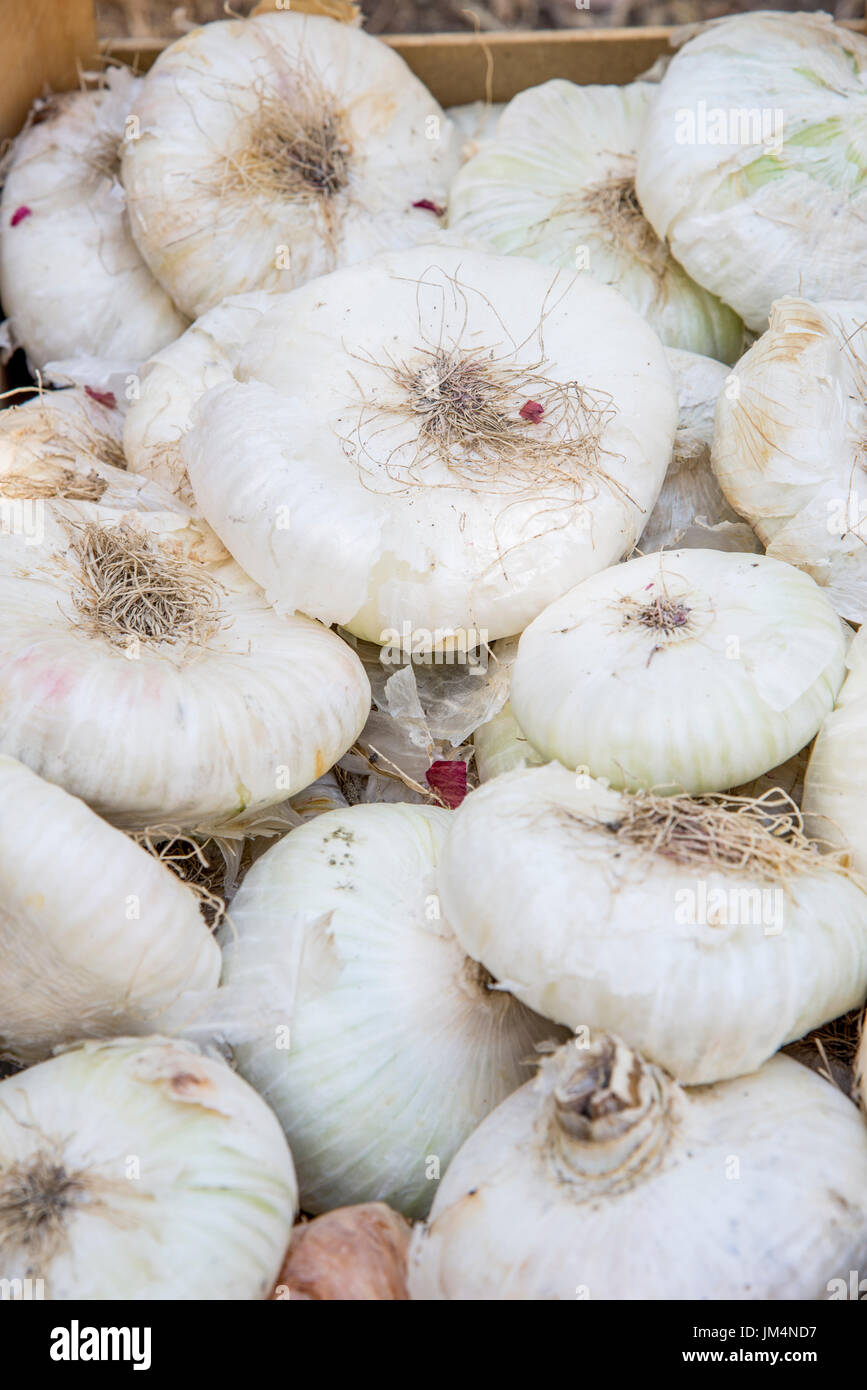 Italian Onions in Fresh Food Market - Catania, Italy Stock Photo - Alamy