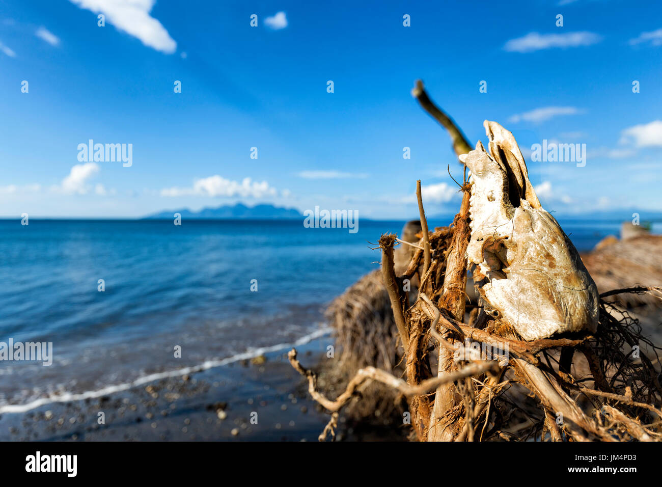 Water buffalo skull hi-res stock photography and images - Alamy
